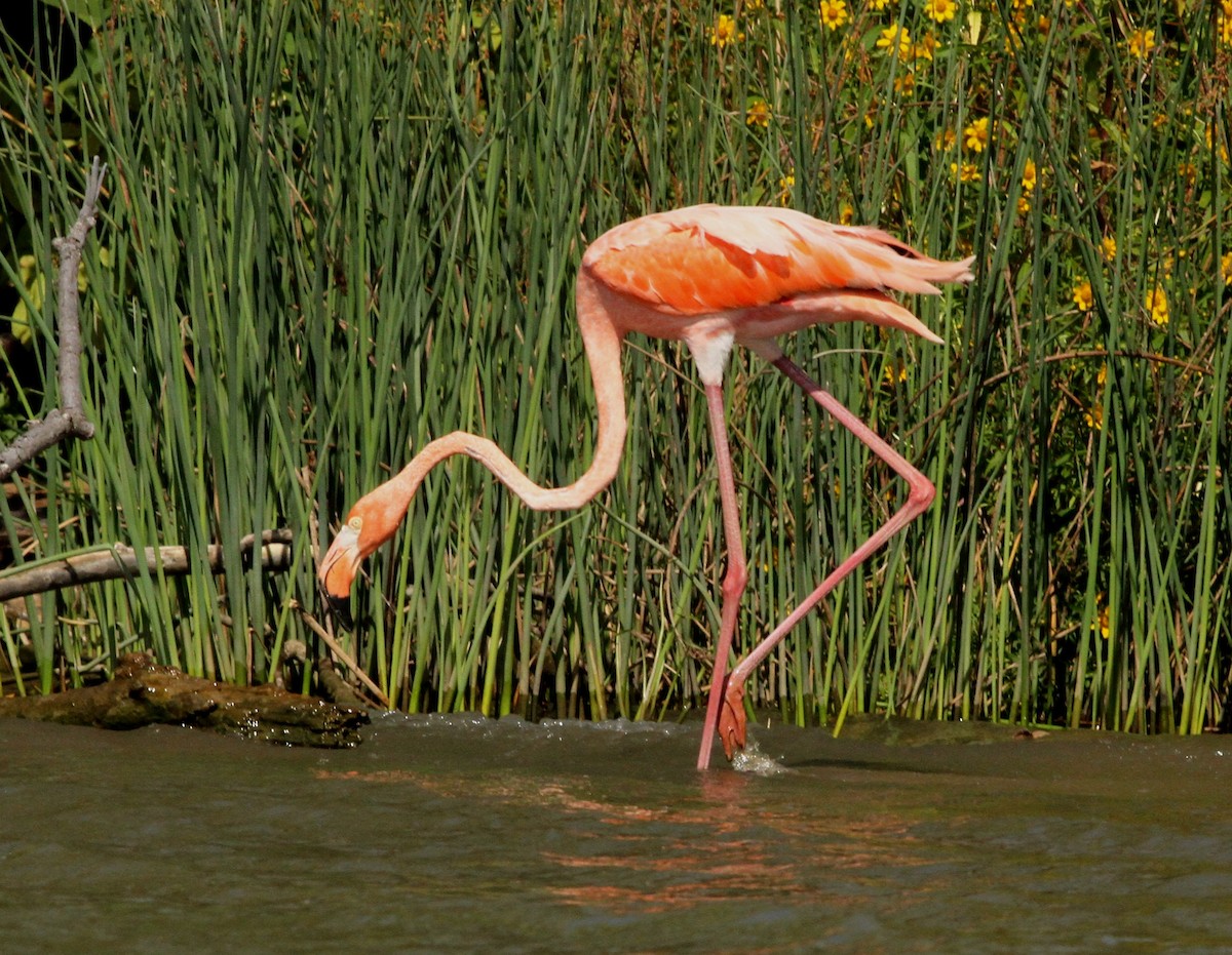 eBird Checklist - 24 Sep 2023 - stakeout American Flamingo, Gallatin Co ...