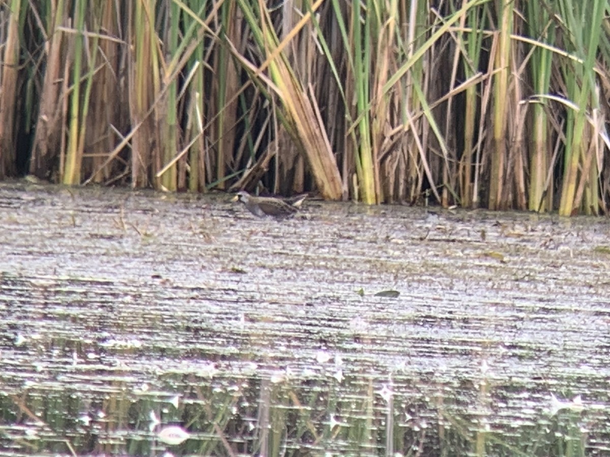 eBird Checklist - 25 Sep 2023 - Battelle Darby Creek Metro Park--Darby ...