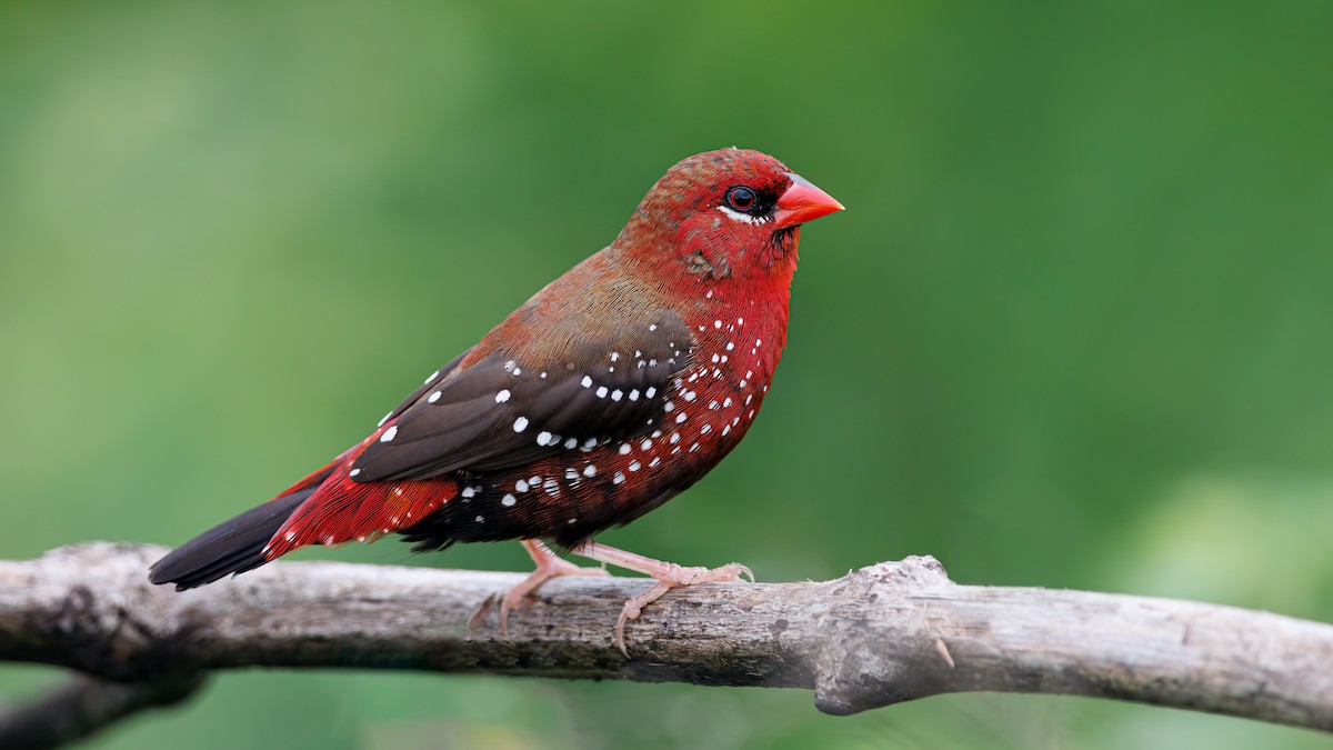 ML609305463 - Red Avadavat - Macaulay Library