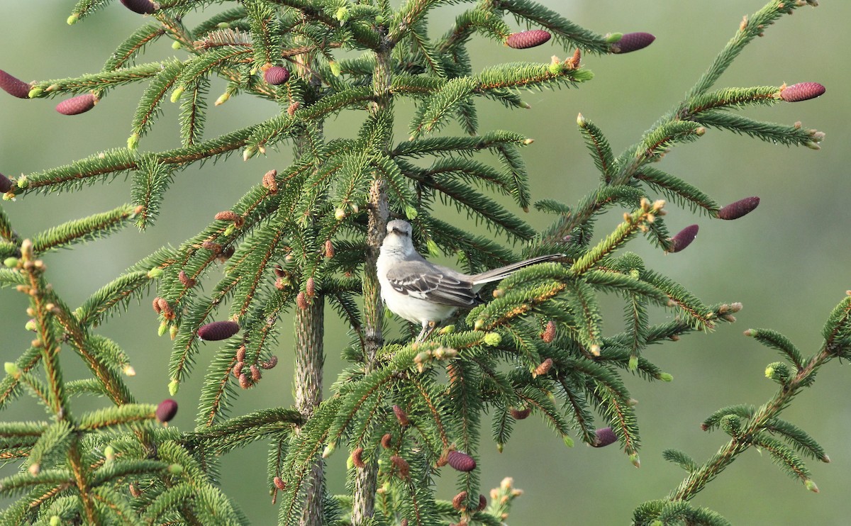 ML609329992 - Northern Mockingbird - Macaulay Library