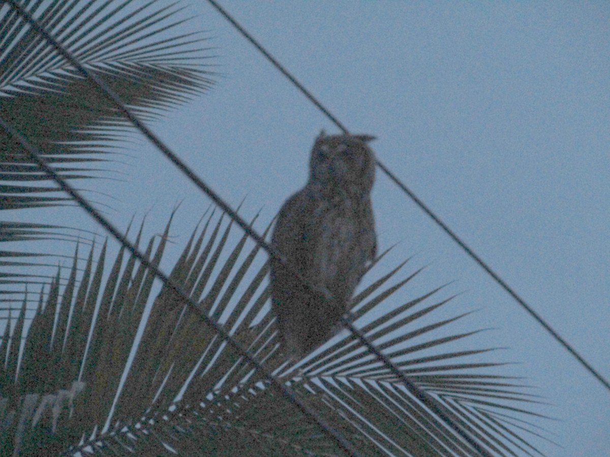 ML609335257 - Striped Owl - Macaulay Library