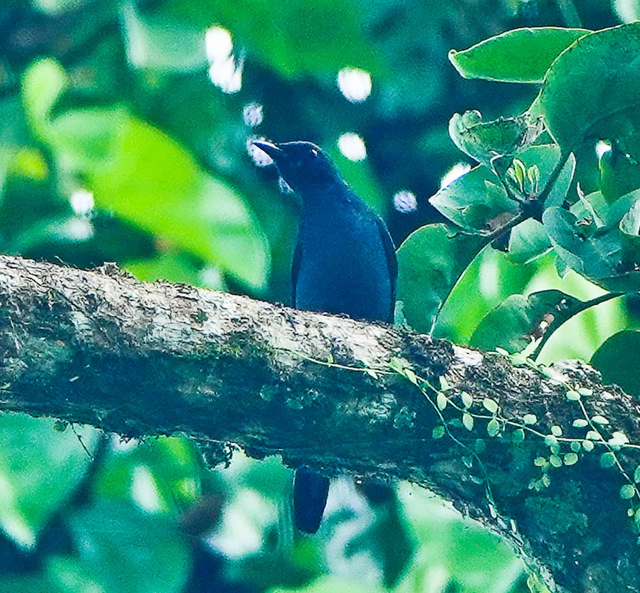 Common Cicadabird (Melanesian) - eBird