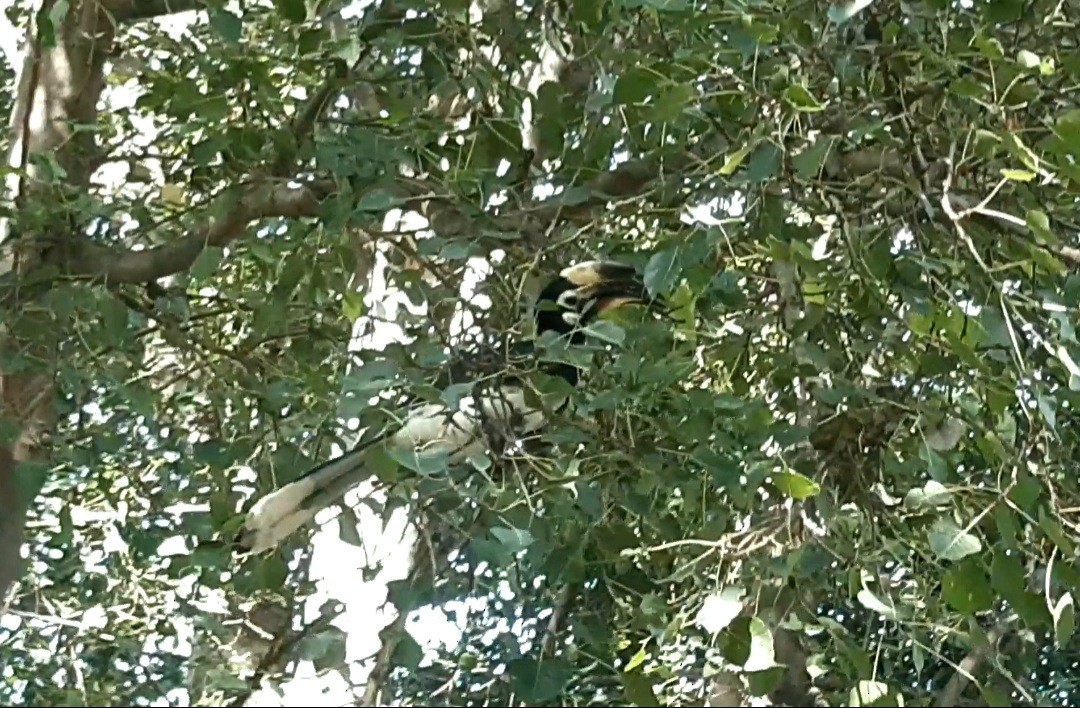 eBird Checklist - 28 Sep 2023 - PGIMER Campus - 12 species