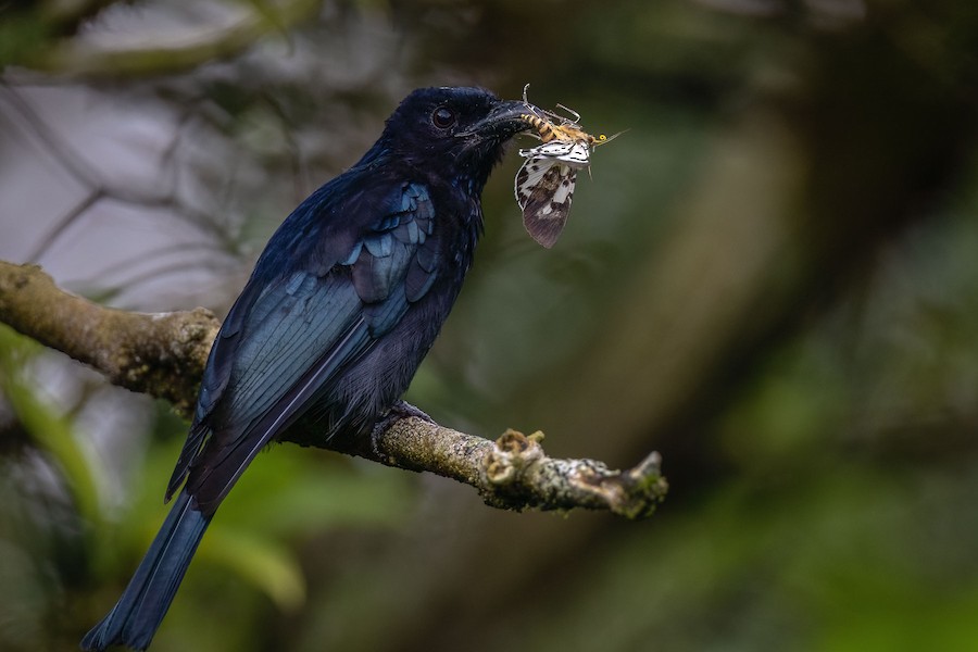 Hair-crested Drongo (Bornean) - eBird