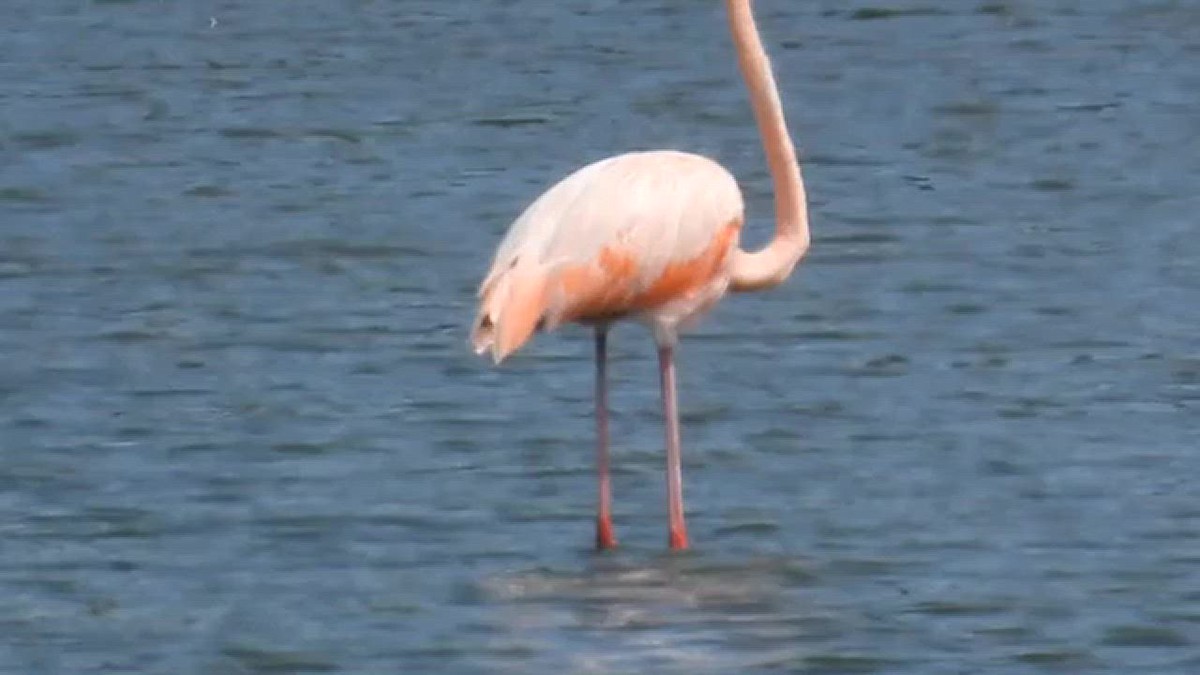 eBird Checklist - 29 Sep 2023 - Flamingo Pond - 9 species