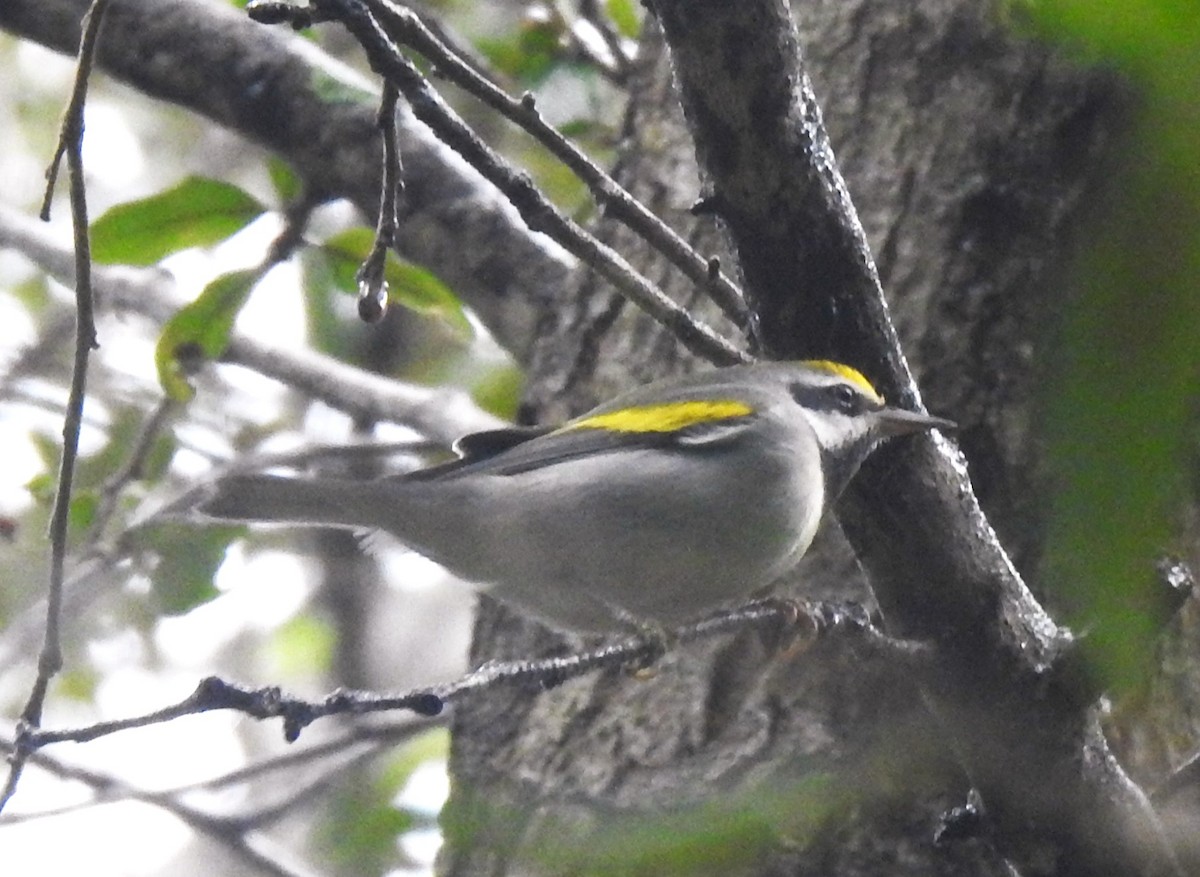 eBird Checklist - 29 Sep 2023 - Florida Atlantic University--John D ...