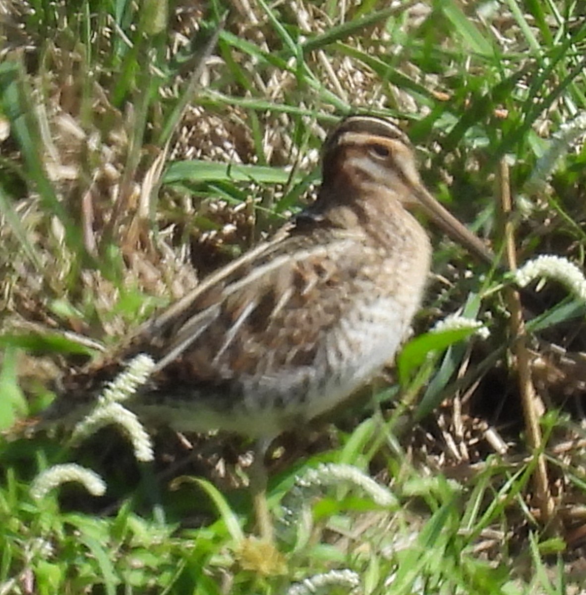 North Carolina Bird Atlas Checklist - 28 Sep 2023 - Concord United ...