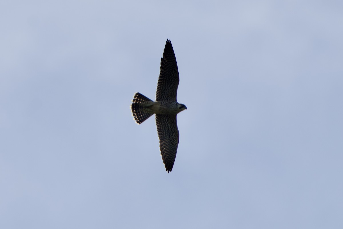 eBird Checklist - 30 Sep 2023 - Kathryn Abbey Hanna Park - 36 species