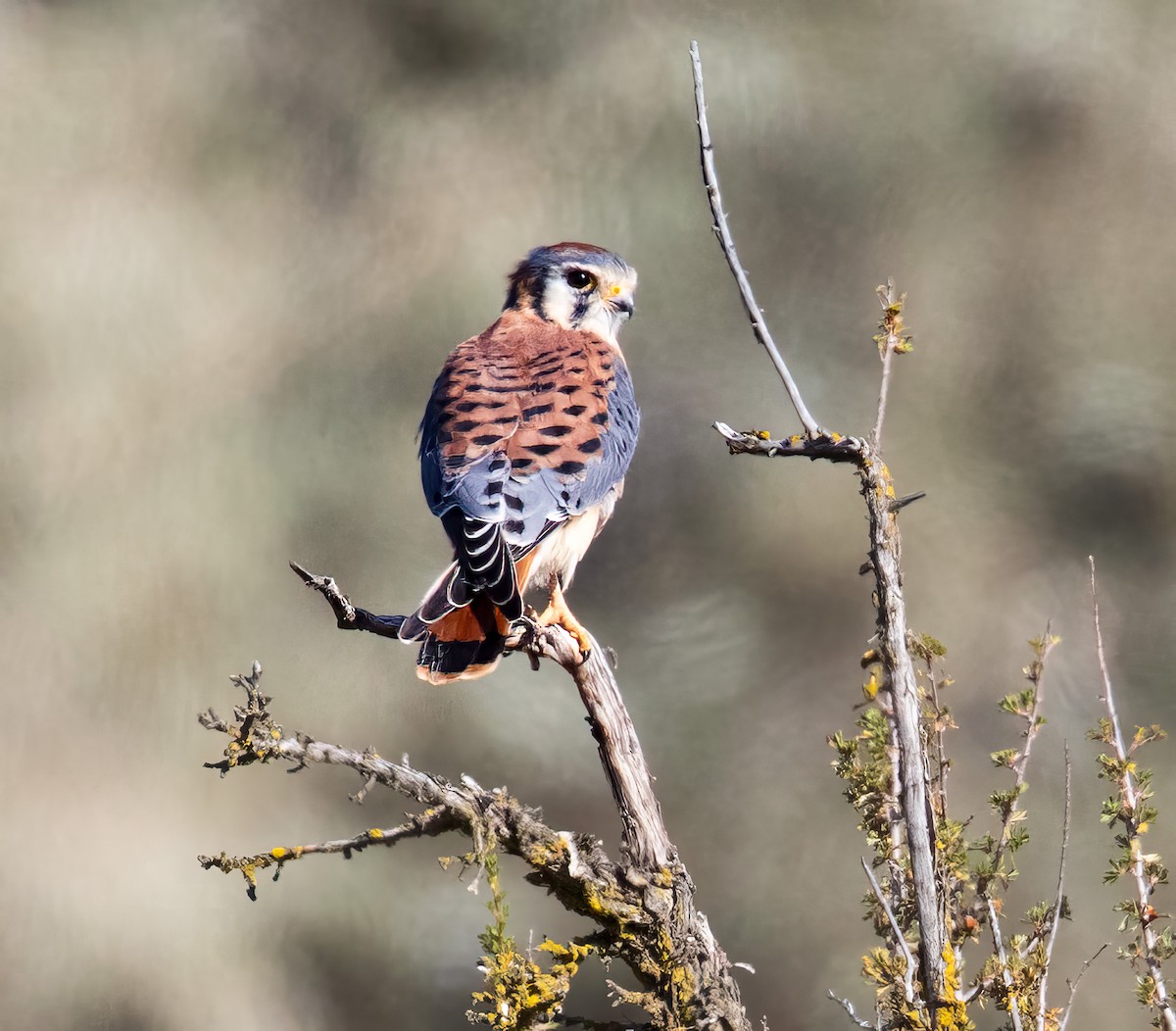 eBird Checklist - 30 Sep 2023 - Desert Wildlife Area--C SE WDFW (bird ...
