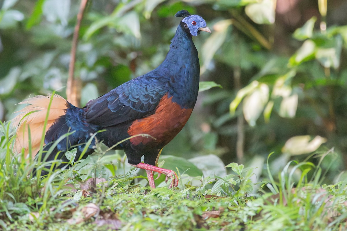 ML609447612 - Bornean Crested Fireback - Macaulay Library