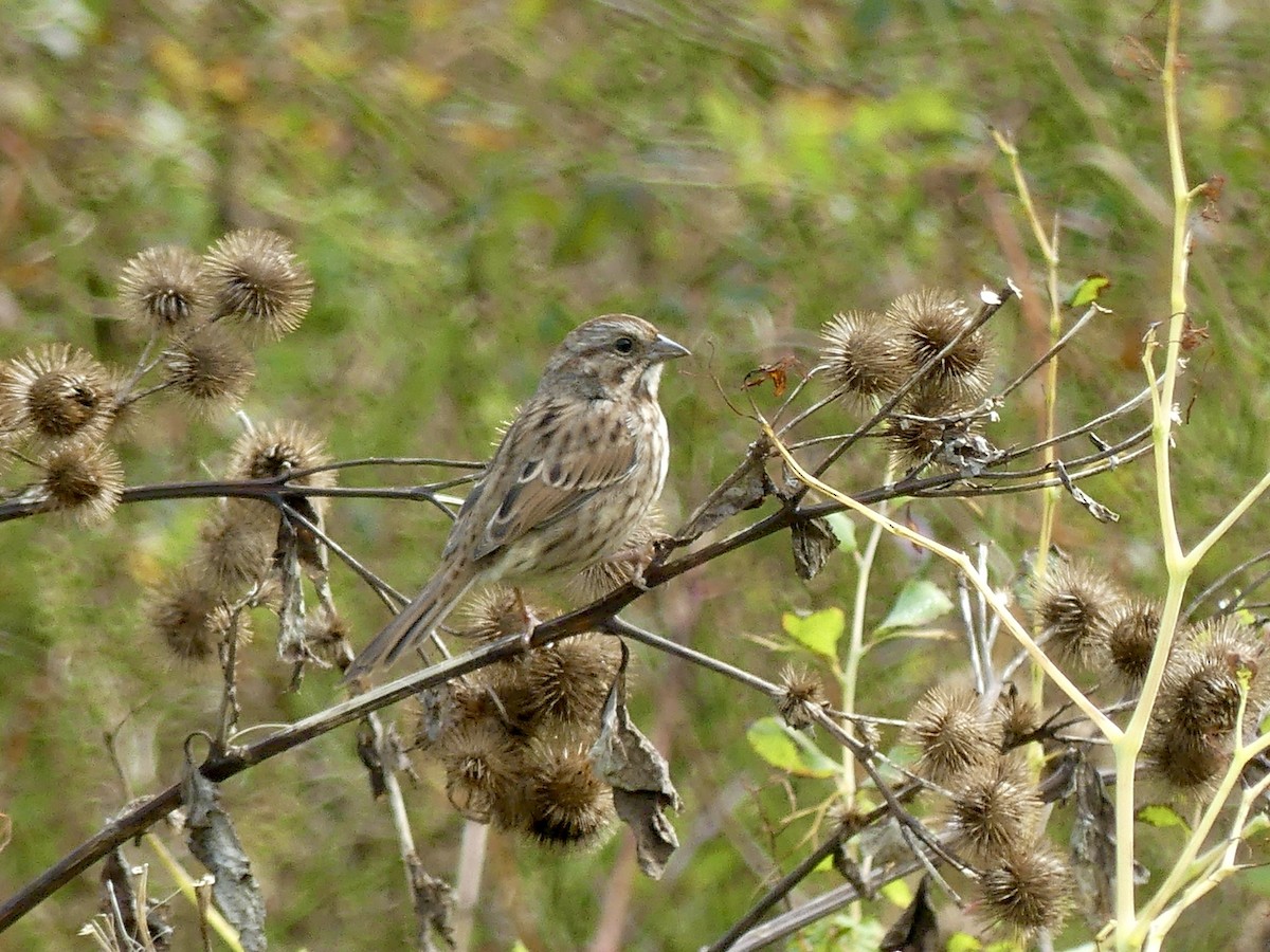 eBird Checklist - 28 Sep 2023 - Monhegan Island - 11 species