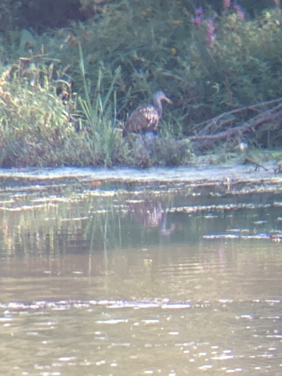 eBird Checklist - 29 Sep 2023 - Chicago Botanic Garden, Glencoe - 25 ...