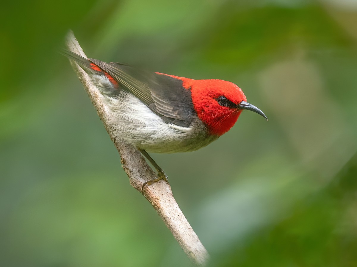 Bacan Myzomela - Myzomela batjanensis - Birds of the World