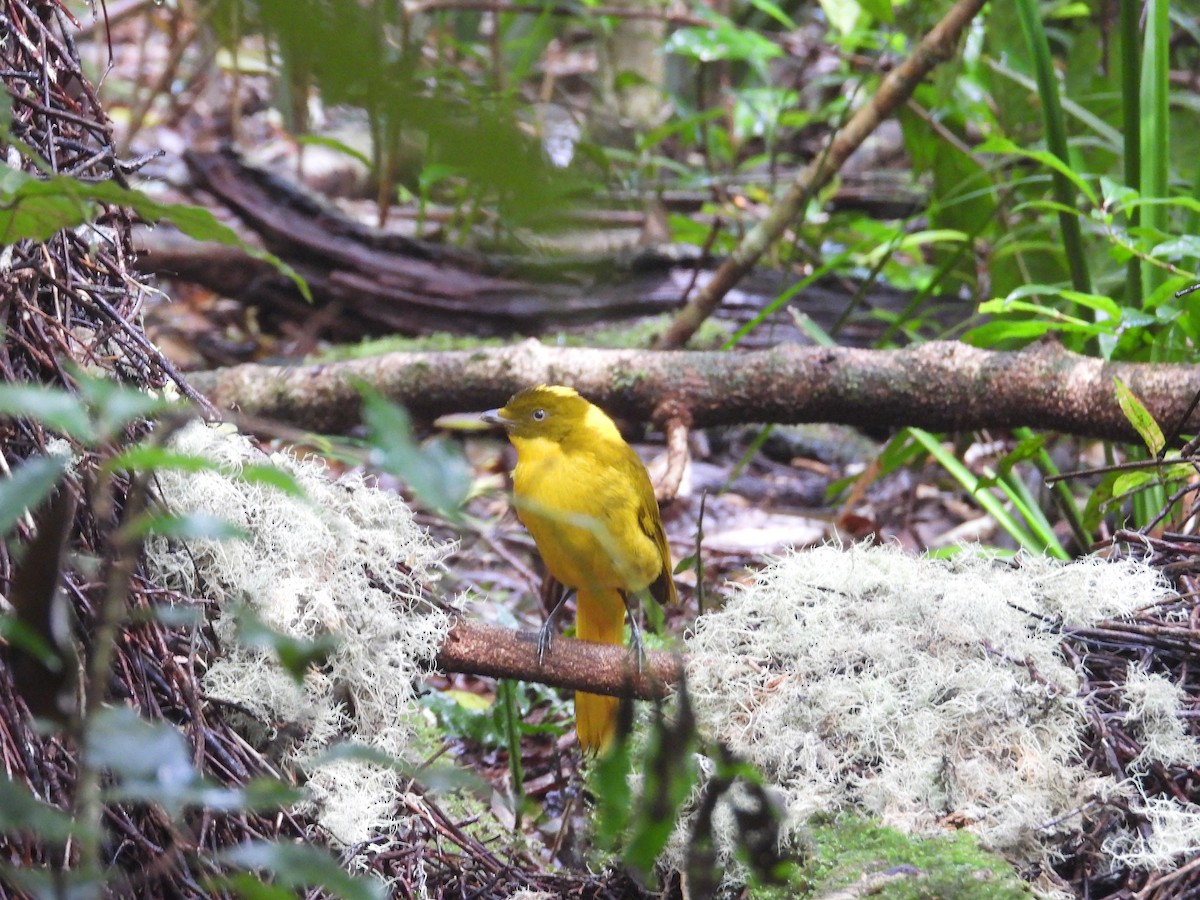 eBird Checklist - 3 Oct 2023 - Mt Lewis - 23 species