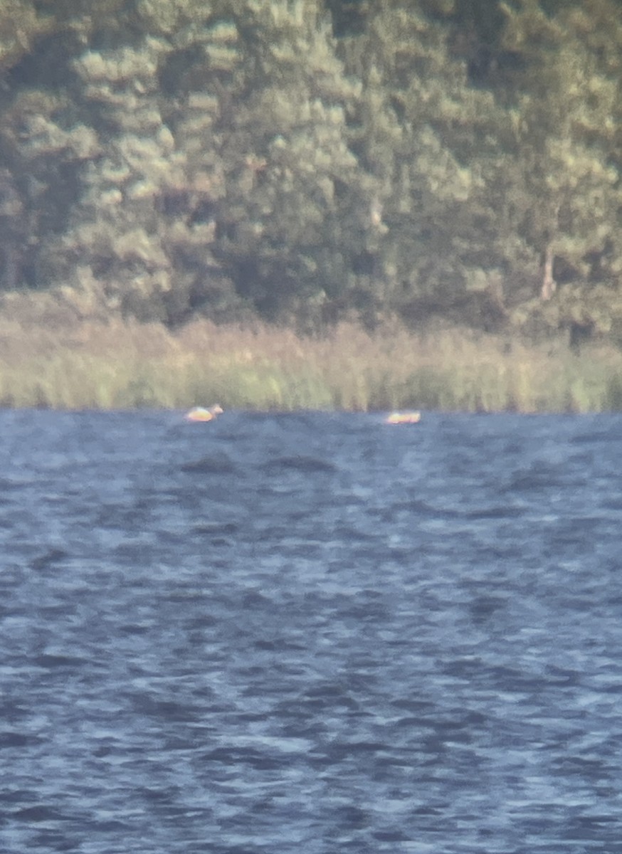 eBird Checklist - 3 Oct 2023 - Petenwell Lake--Van Kuren Landing ...