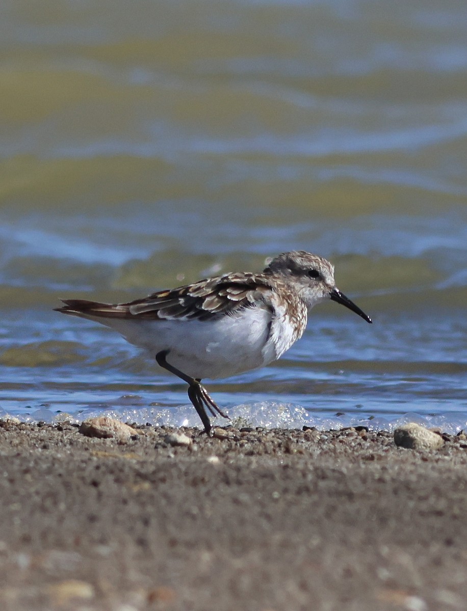 ML609535945 - Little Stint - Macaulay Library