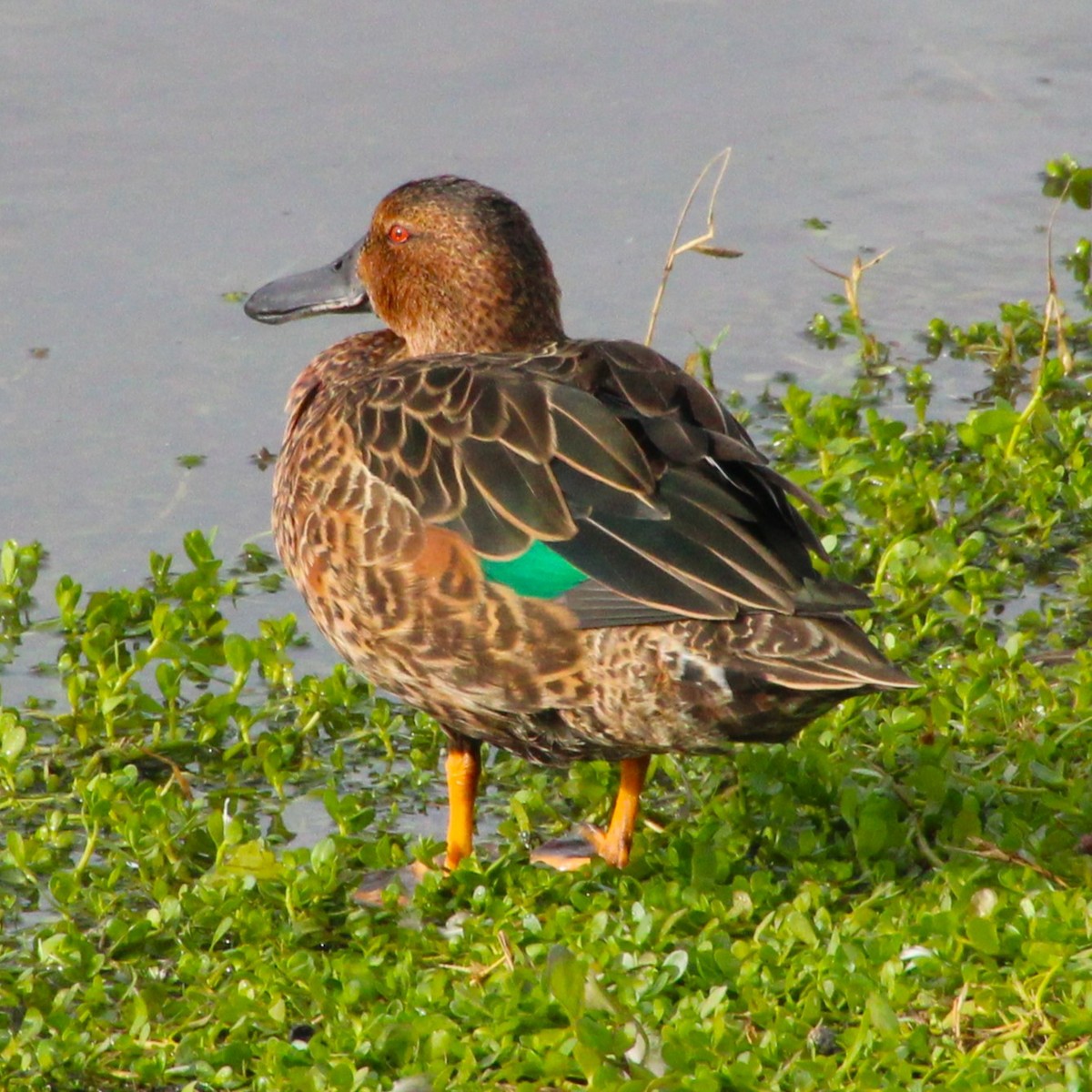 eBird Checklist - 3 Oct 2023 - IRWD San Joaquin Marsh & Wildlife ...