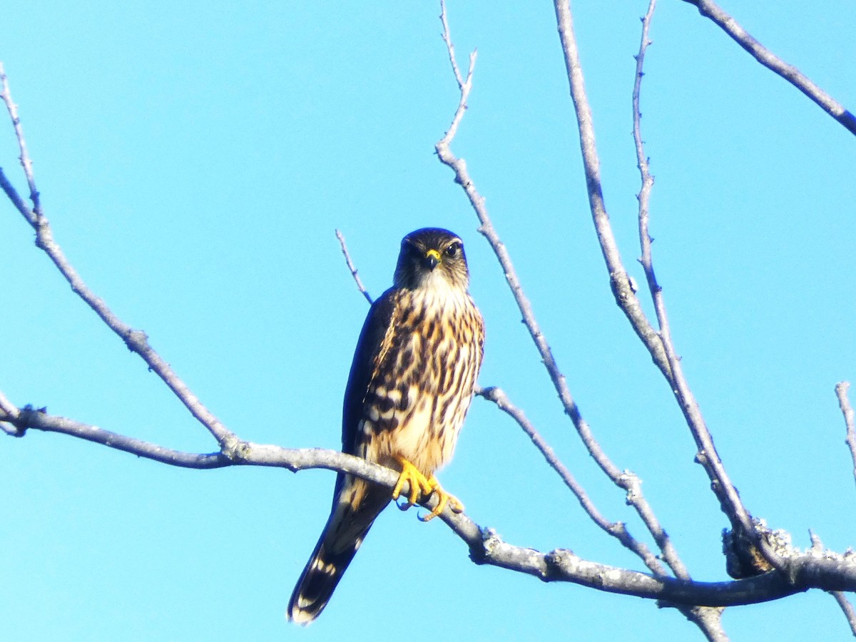 eBird Checklist - 4 Oct 2023 - **Back Bay NWR - 45 species