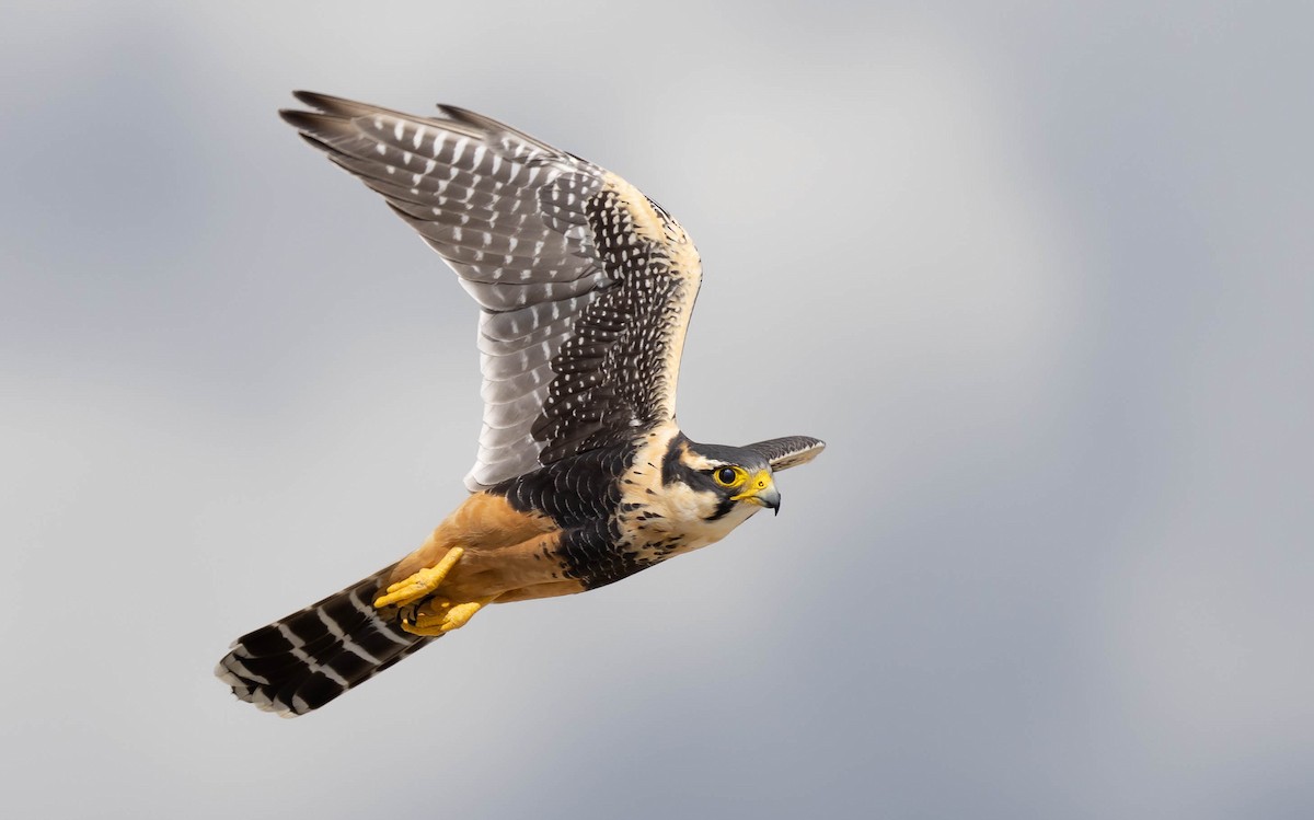 ML609586007 - Aplomado Falcon - Macaulay Library