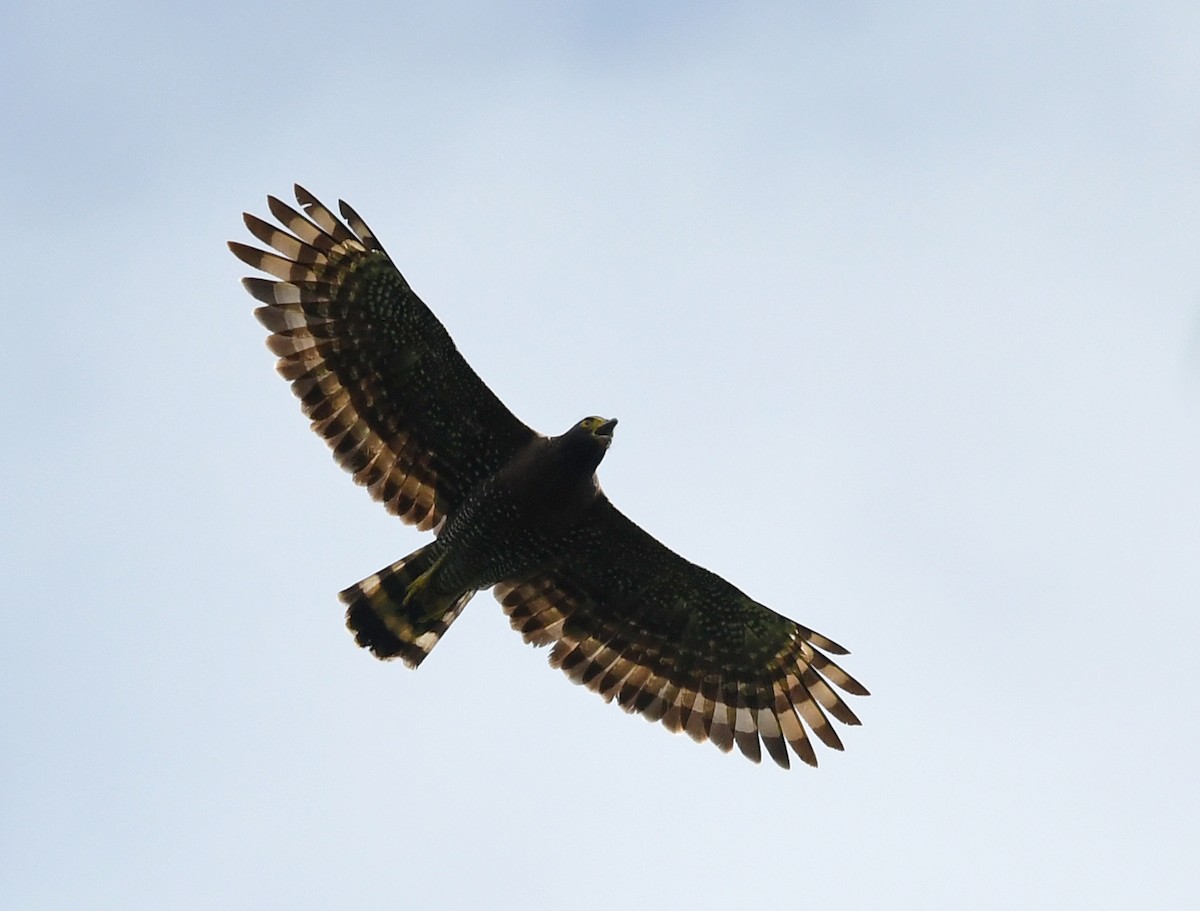 ML609605398 - Sulawesi Serpent-Eagle - Macaulay Library