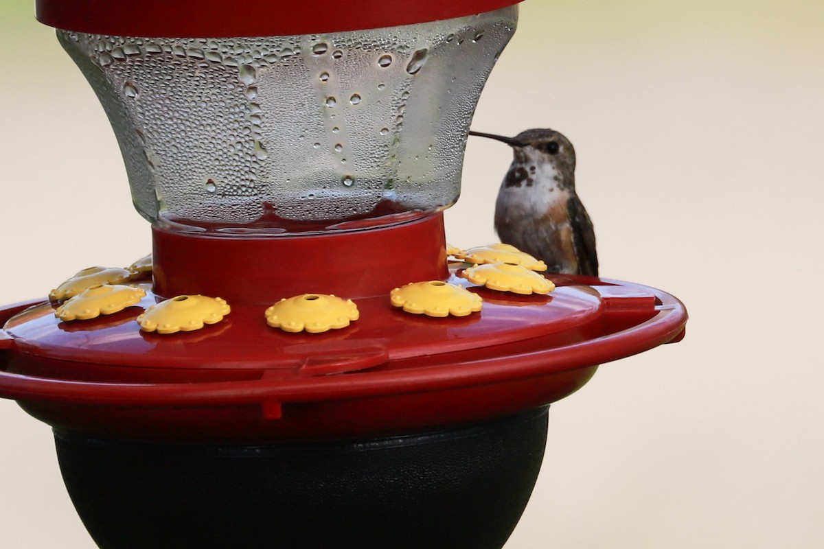 eBird Checklist - 5 Oct 2023 - 399 Upper Georges Valley Rd, Spring Mills US-PA 40.81869, -77. ...