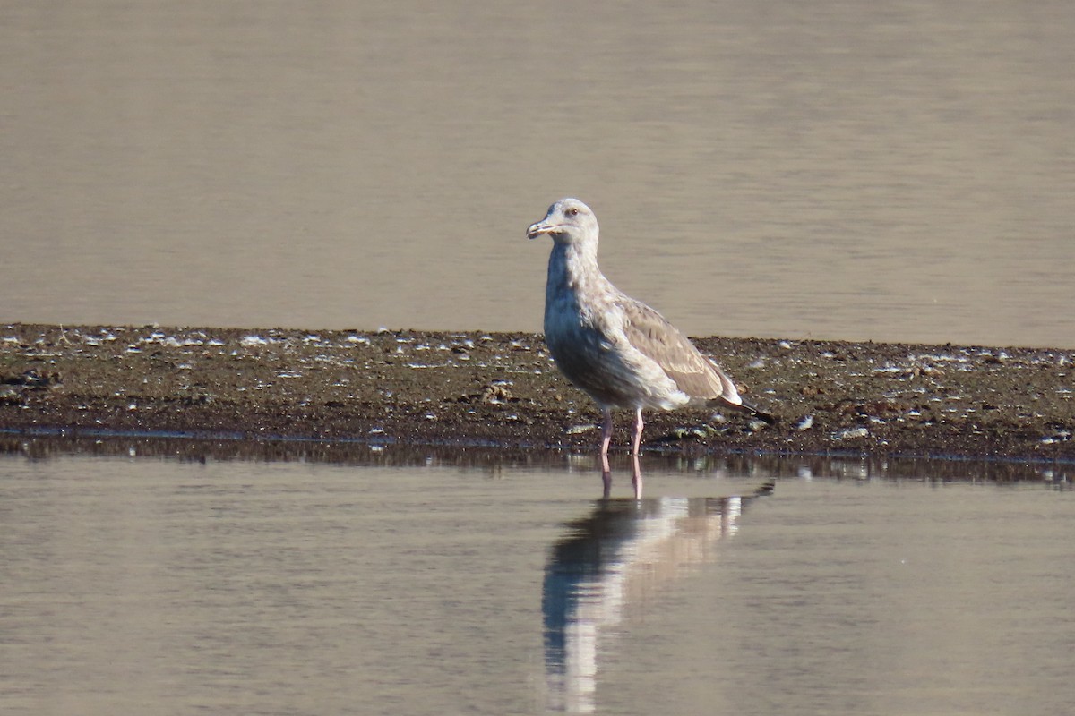 ML609673001 - Western Gull - Macaulay Library