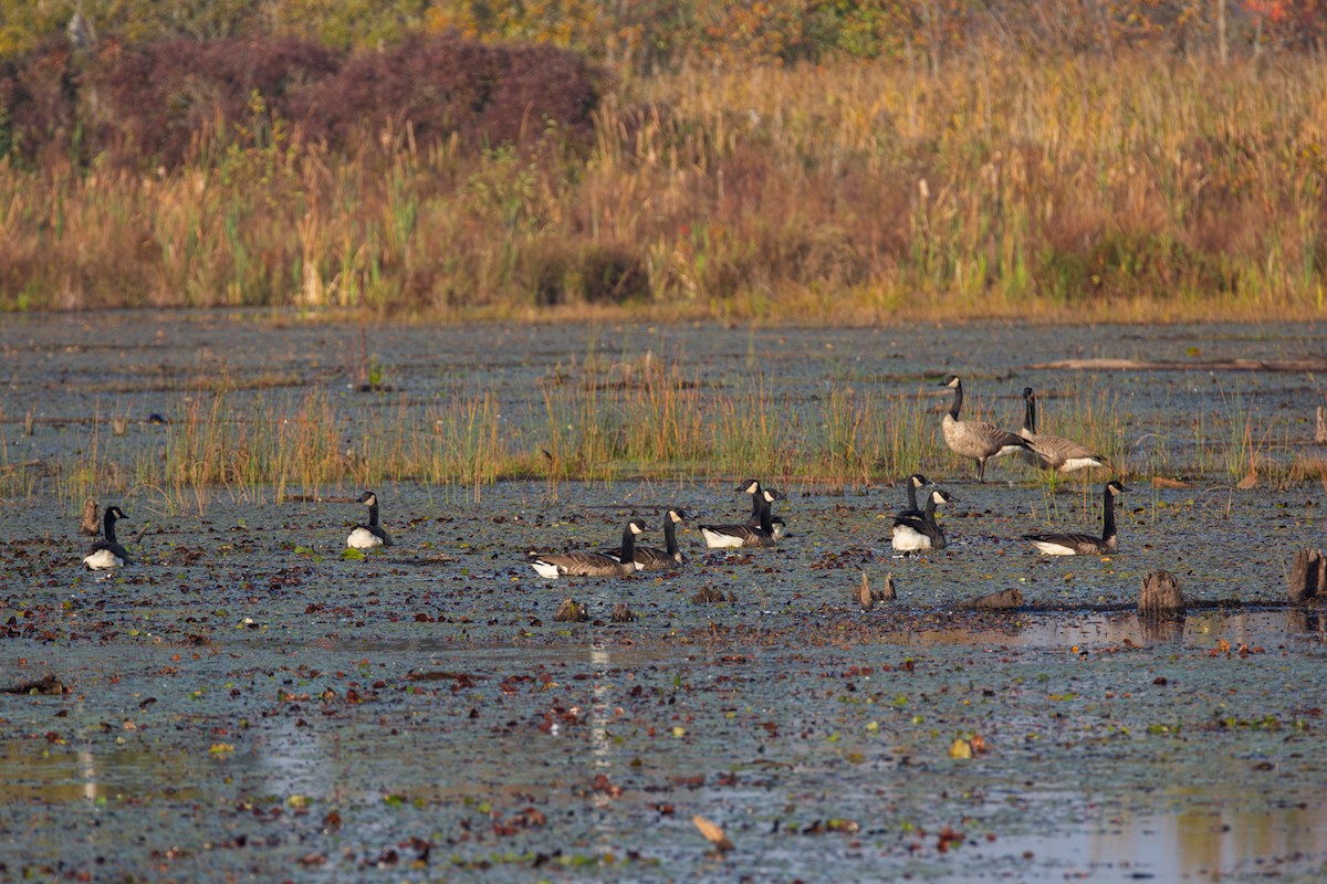 eBird Checklist - 4 Oct 2023 - Leeds--Wills Rd. wetland - 27 species