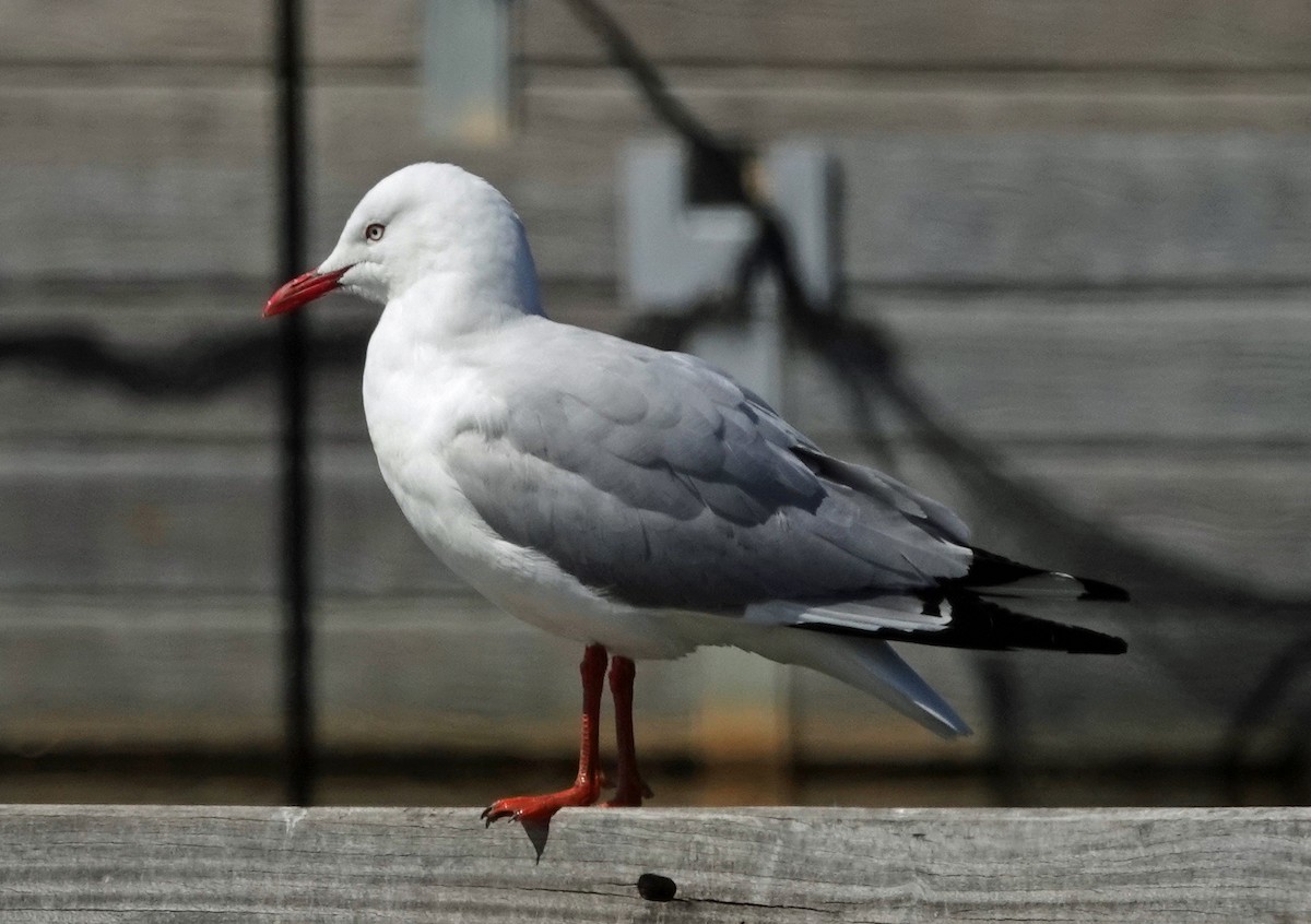 eBird Checklist - 8 Oct 2023 - Northern Memorial Park - 32 species