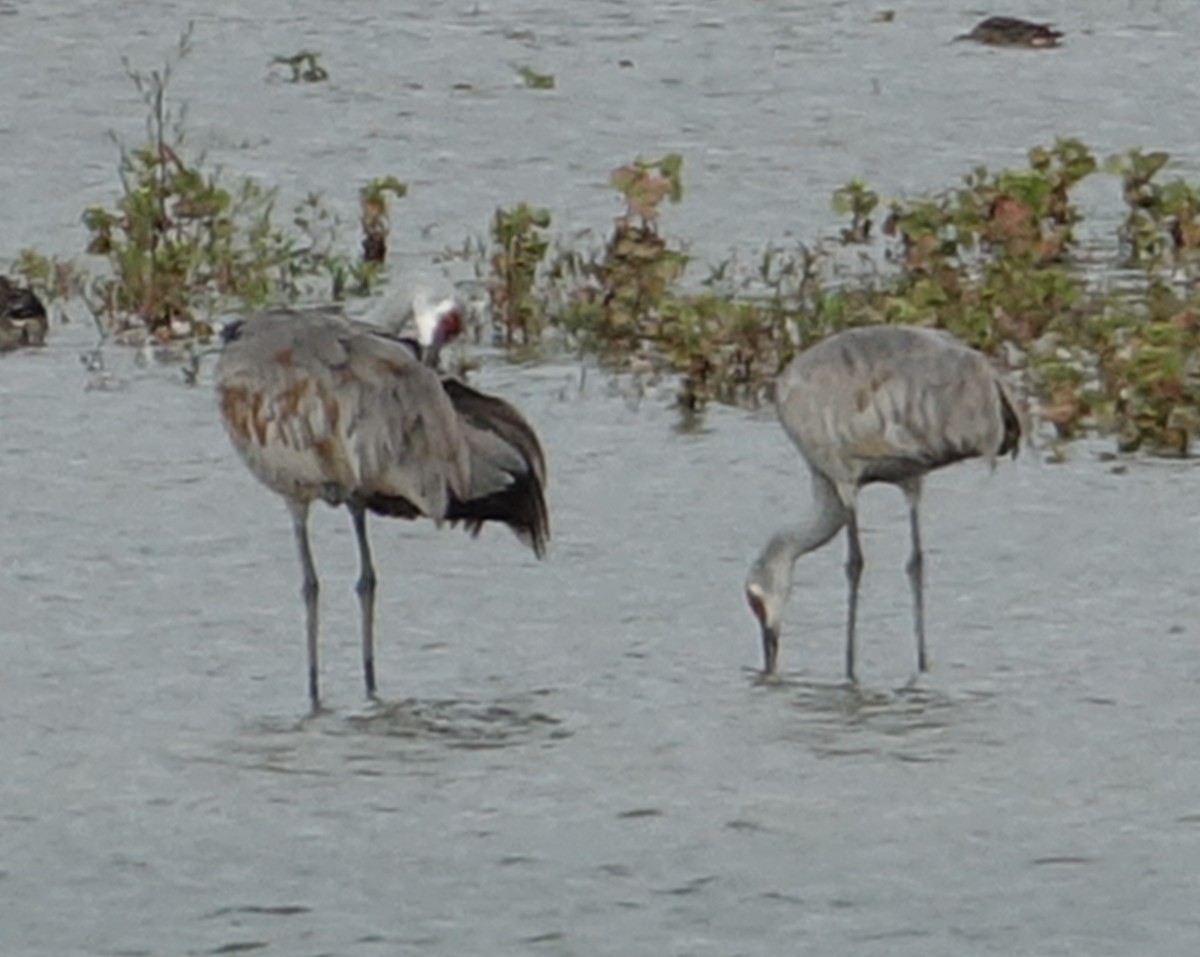 eBird Checklist - 8 Oct 2023 - Sherburne railroad grade marsh - 34 species