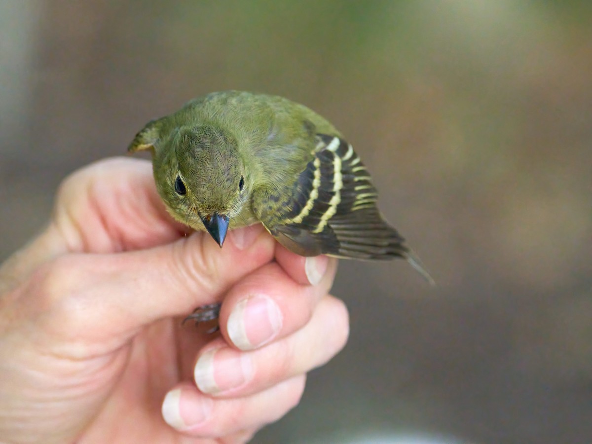 eBird Checklist - 6 Sep 2023 - Shaker Lakes--Nature Center - 38 species