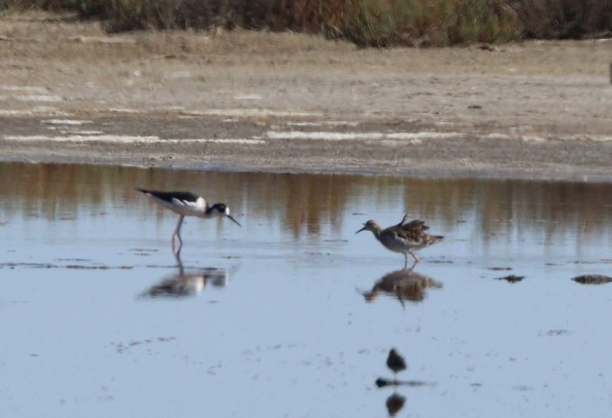eBird Checklist - 8 Oct 2023 - Pacheco Pond - 34 species (+2 other taxa)