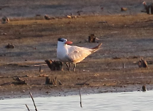 eBird Checklist - 8 Oct 2023 - Mason Valley WMA - 38 species