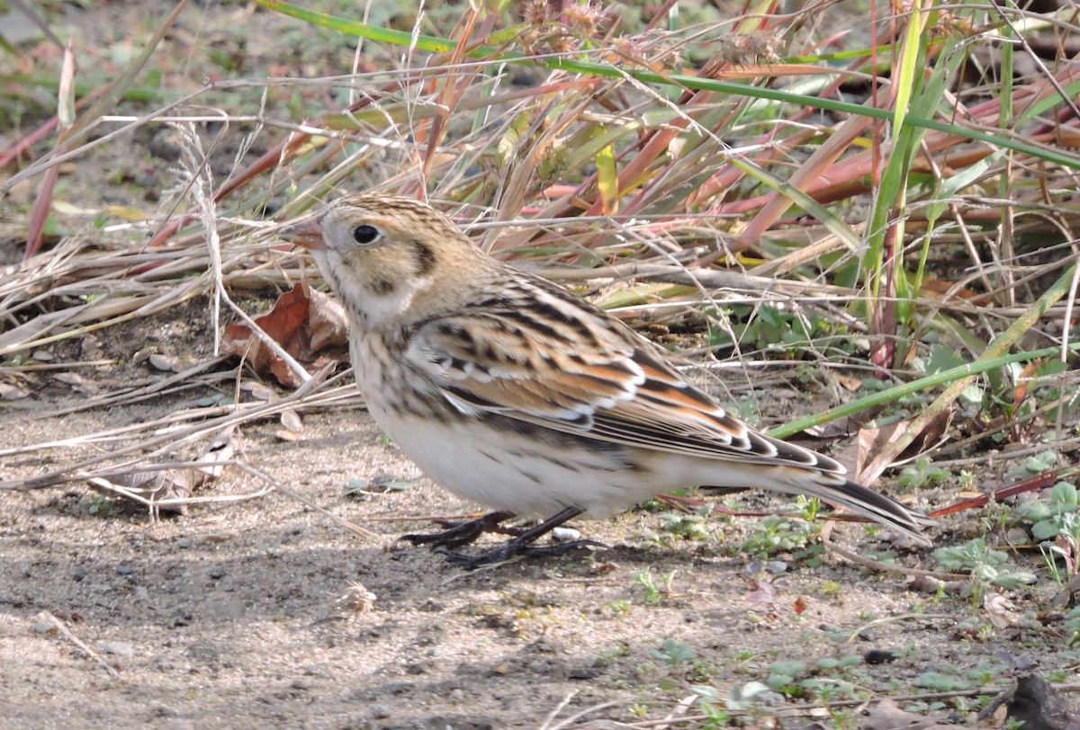 eBird Checklist - 9 Oct 2023 - Albany Pine Bush Preserve- landfill ...