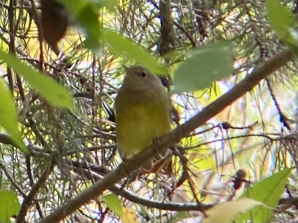 North Carolina Bird Atlas Checklist - 9 Oct 2023 - South Mountains ...