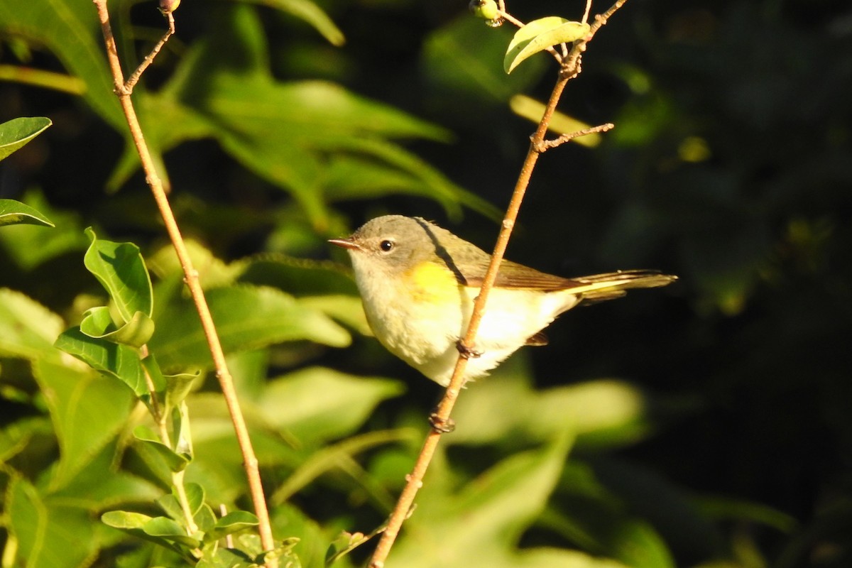 eBird Checklist - 9 Oct 2023 - Whedbee Corell Lane - 30 species