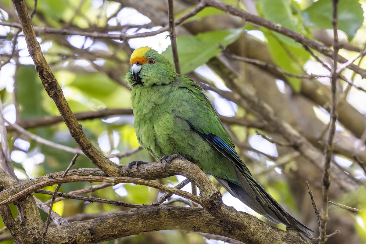 ML609773833 - Malherbe's Parakeet - Macaulay Library