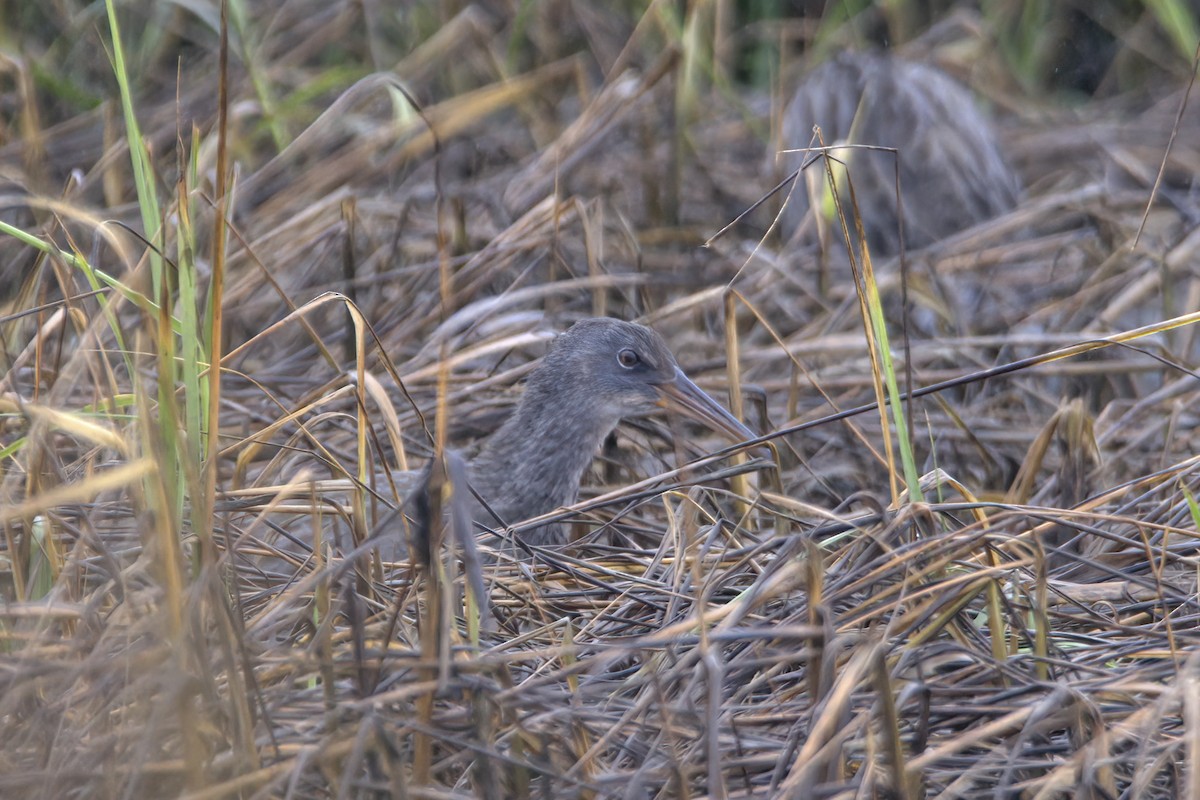 eBird Checklist - 29 Sep 2023 - Delaware Seashore SP--Burton Island ...