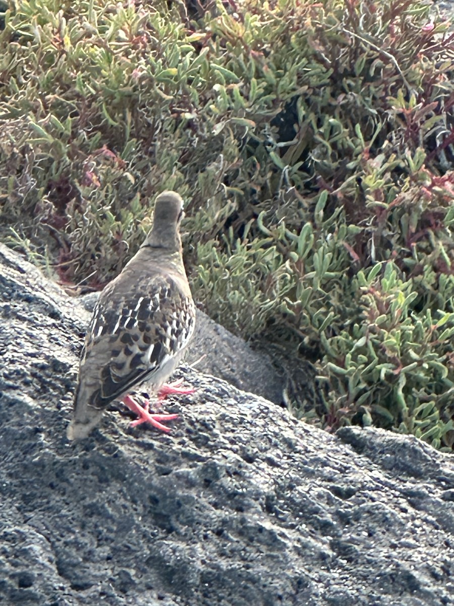 eBird Checklist - 3 Oct 2023 - Seymour norte (senderos y alrededores ...