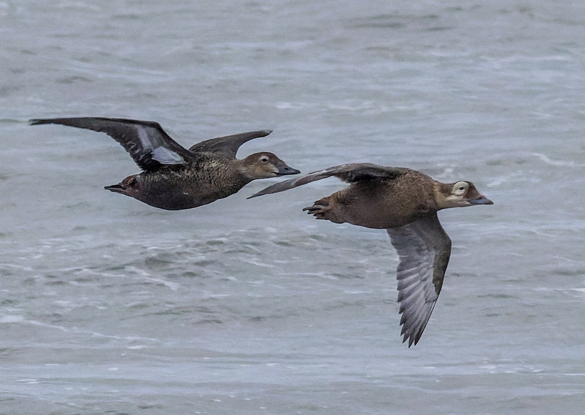ML609821711 - King Eider - Macaulay Library