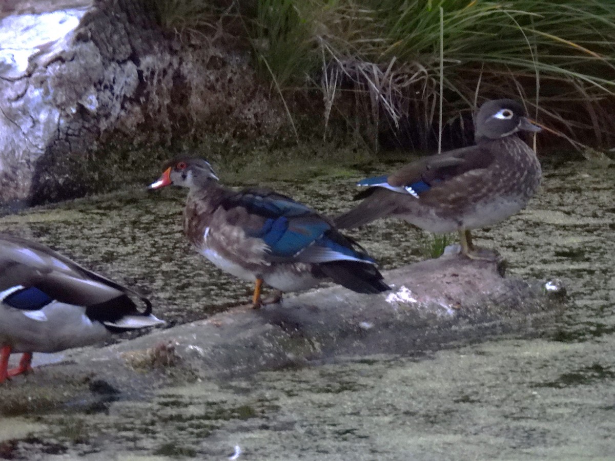 eBird Checklist - 9 Oct 2023 - Clyde Holiday SP - 6 species