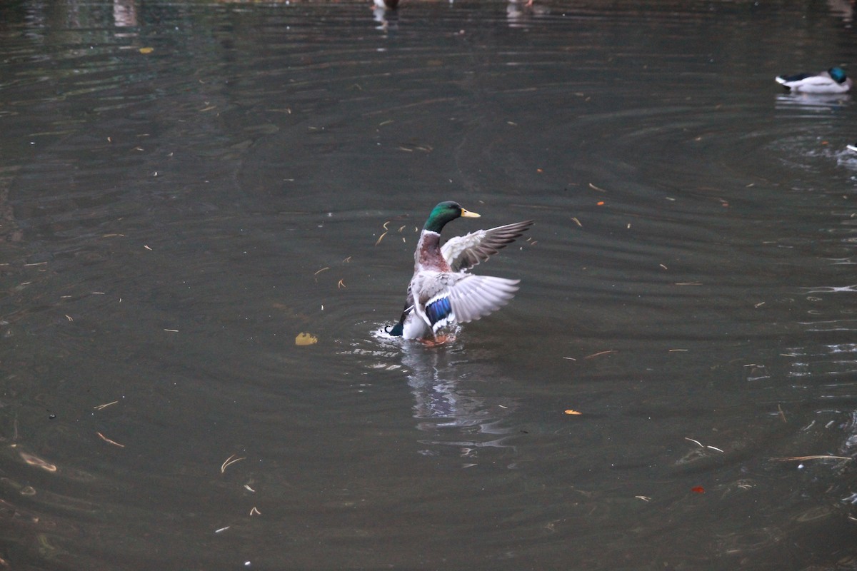 eBird Checklist - 12 Oct 2023 - Williamson Park - 4 species