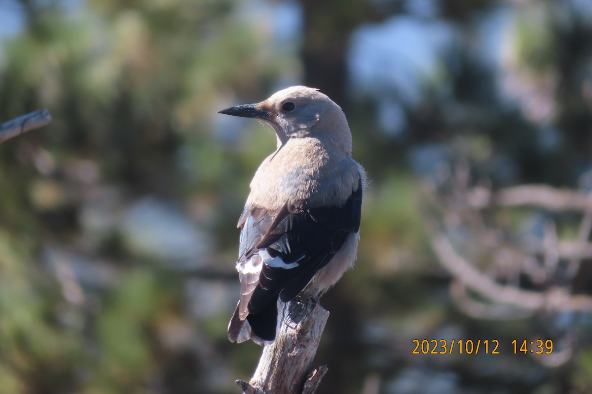 eBird Checklist - 12 Oct 2023 - Mission Pine Trail: San Rafael Mtn To ...