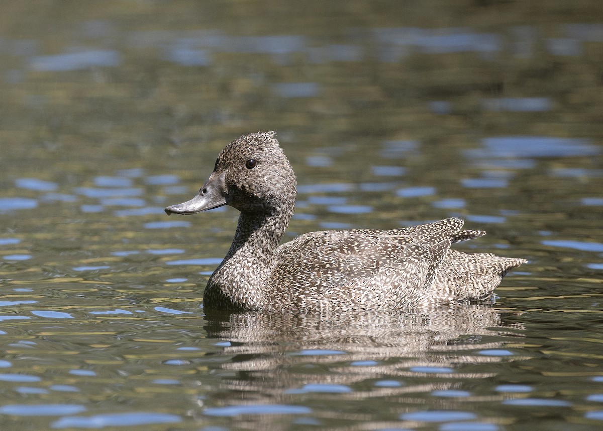 ML609879590 - Freckled Duck - Macaulay Library