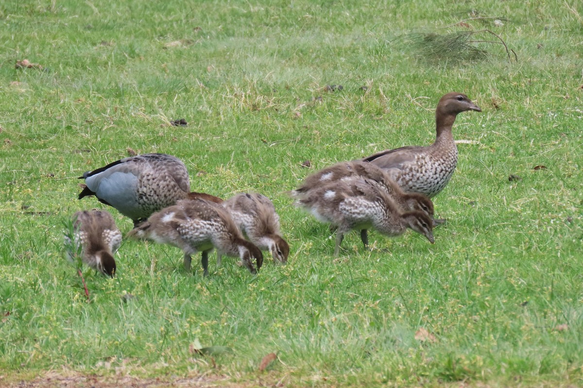ML609881505 - Maned Duck - Macaulay Library