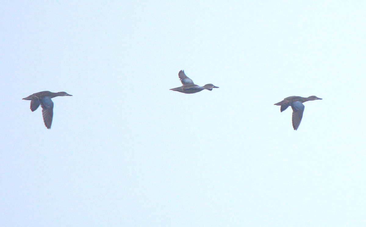 eBird Checklist - 7 Oct 2023 - Catalina Channel between 279-fathom Bank ...