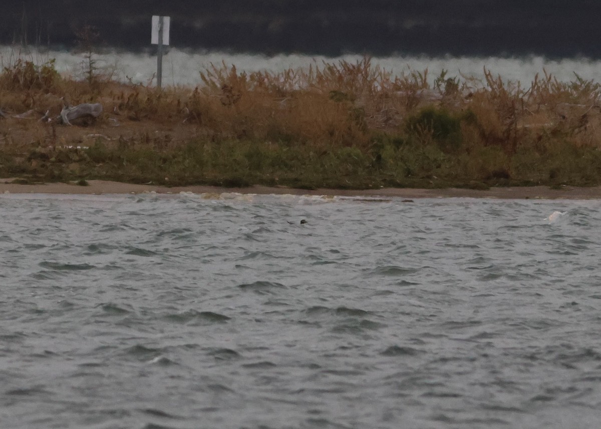eBird Checklist - 10 Oct 2023 - Presque Isle SP--Gull Pt. - 68 species (+1 other taxa)