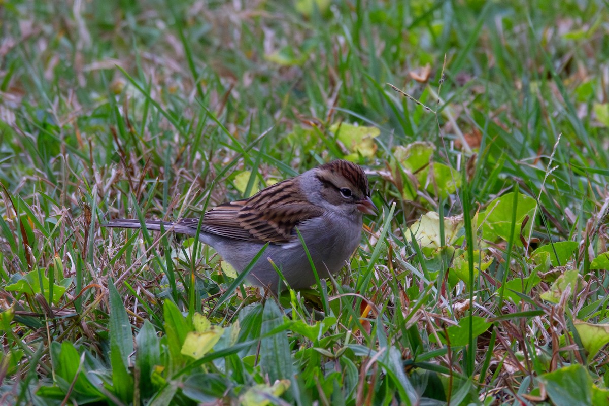 ML609893961 - Chipping Sparrow - Macaulay Library