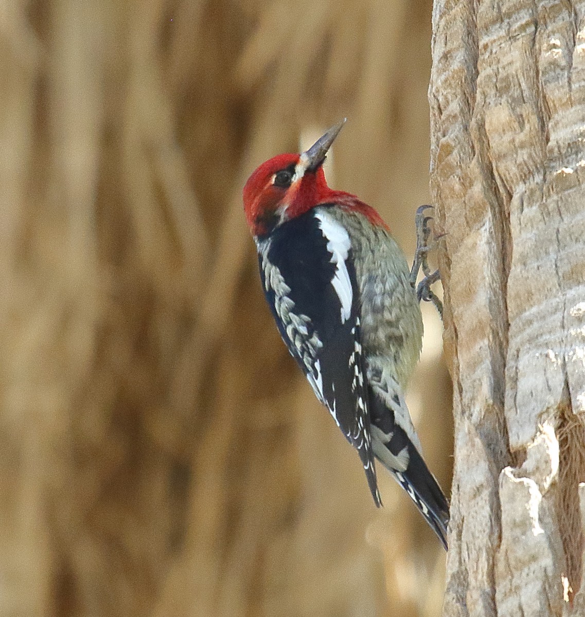 ML609898570 - Red-breasted Sapsucker - Macaulay Library