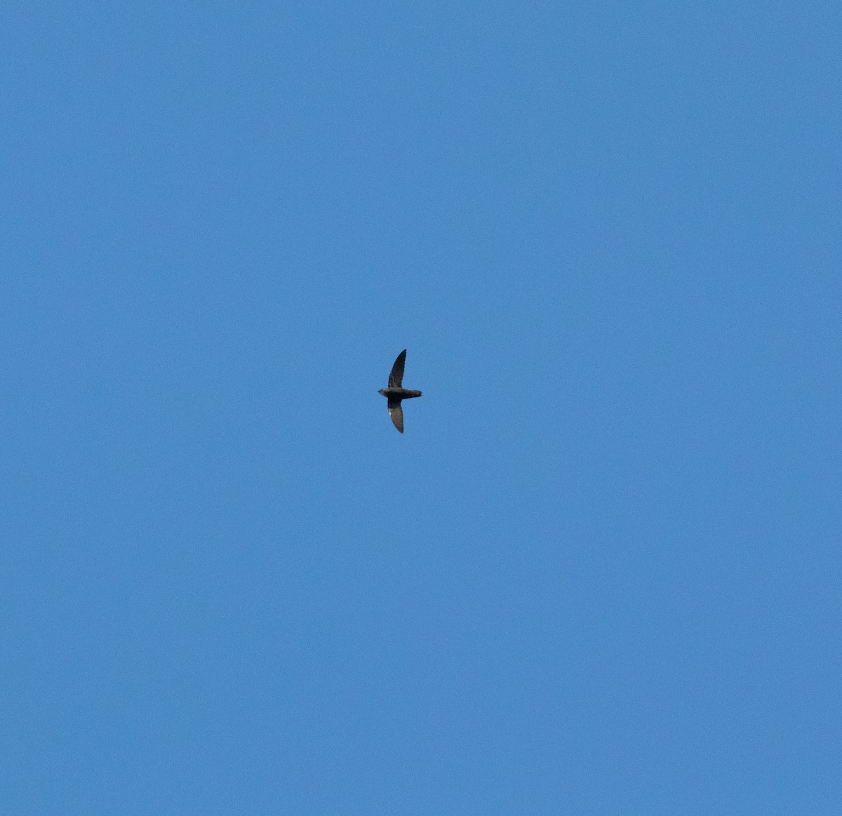 ML609906727 - Costa Rican Swift - Macaulay Library
