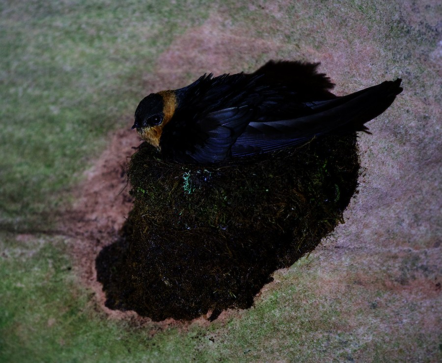 Tepui Swift - eBird